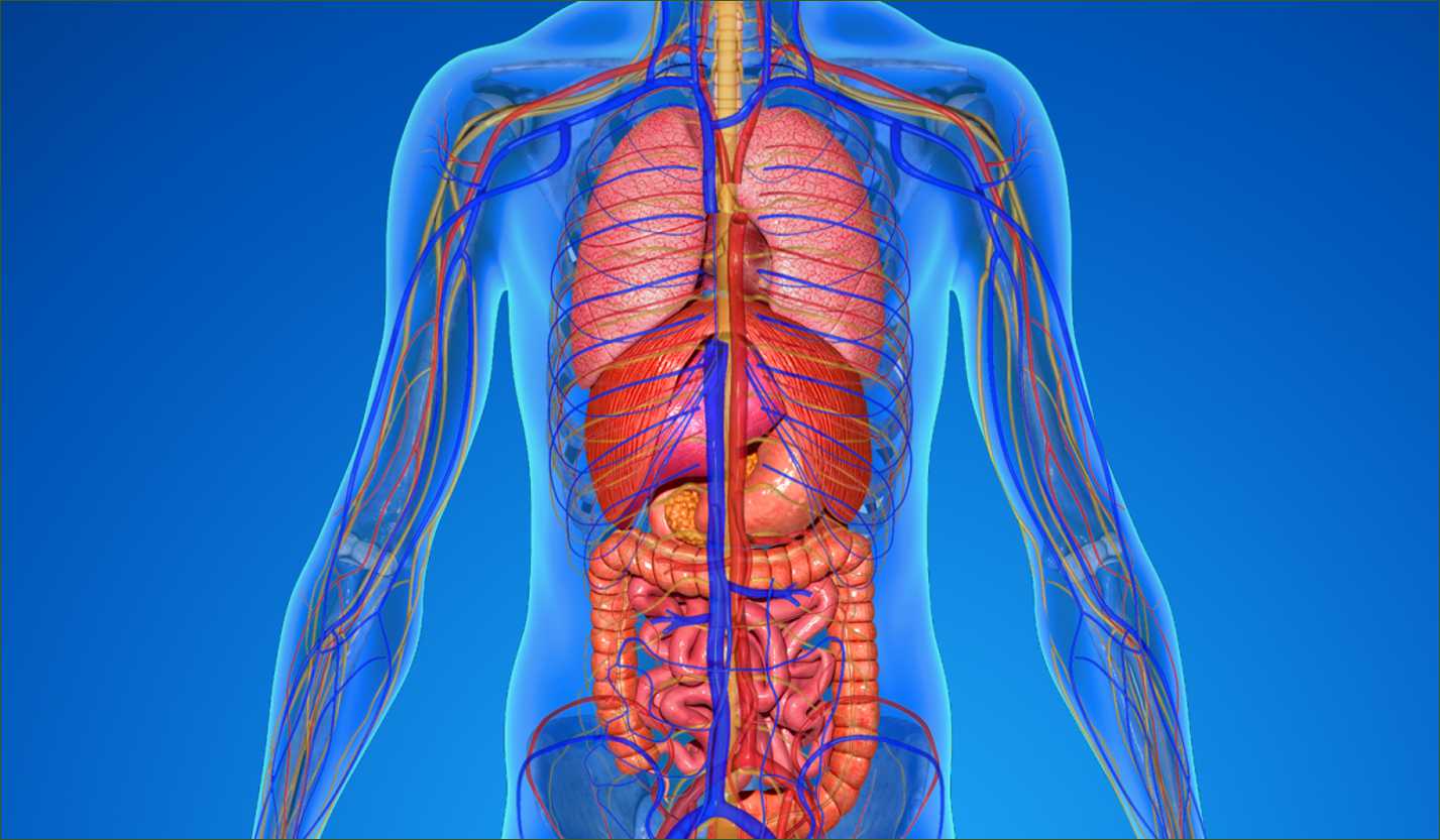 Human Being Body Parts